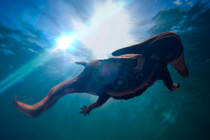 Carboniferous period – Dinosauria Creatures