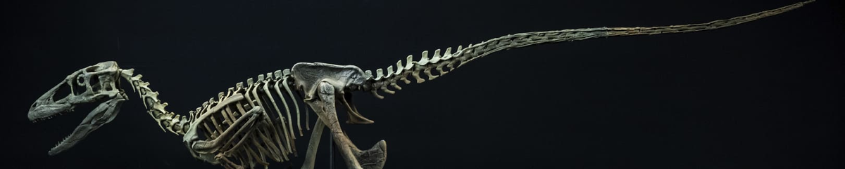 Scientific Replicas | Hyper-Realistic Skulls and Skeletons – Dinosauria ...