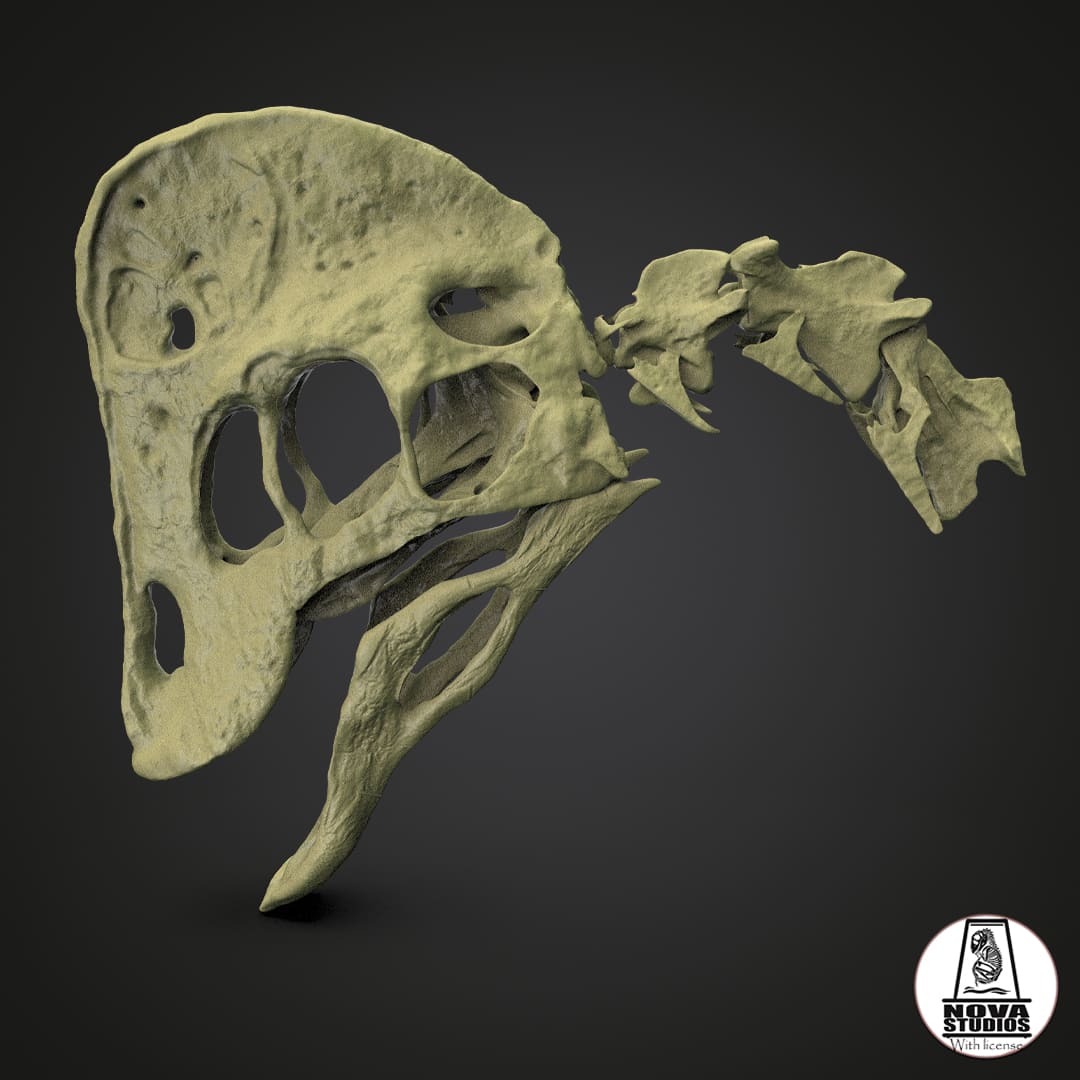 Anzu wyliei skull – Dinosauria Creatures