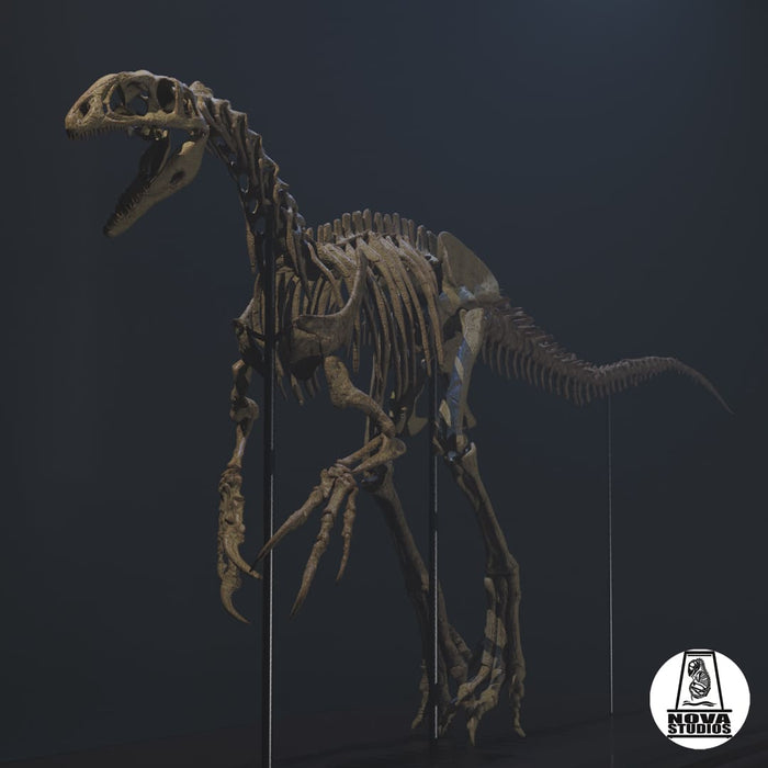 Australovenator Wintonensis Skeleton Dinosauria Creatures