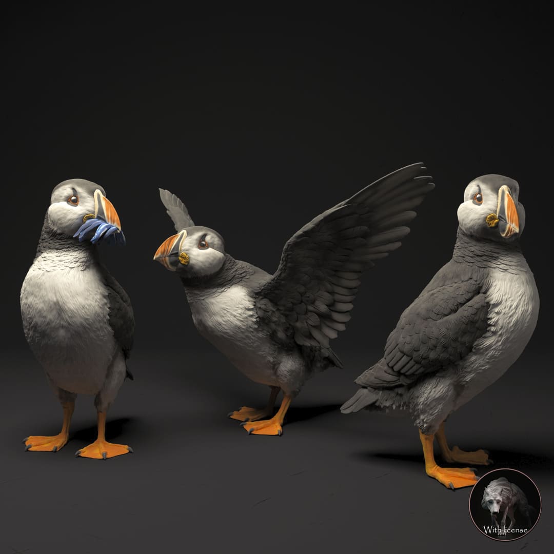 Atlantic puffin – Dinosauria Creatures