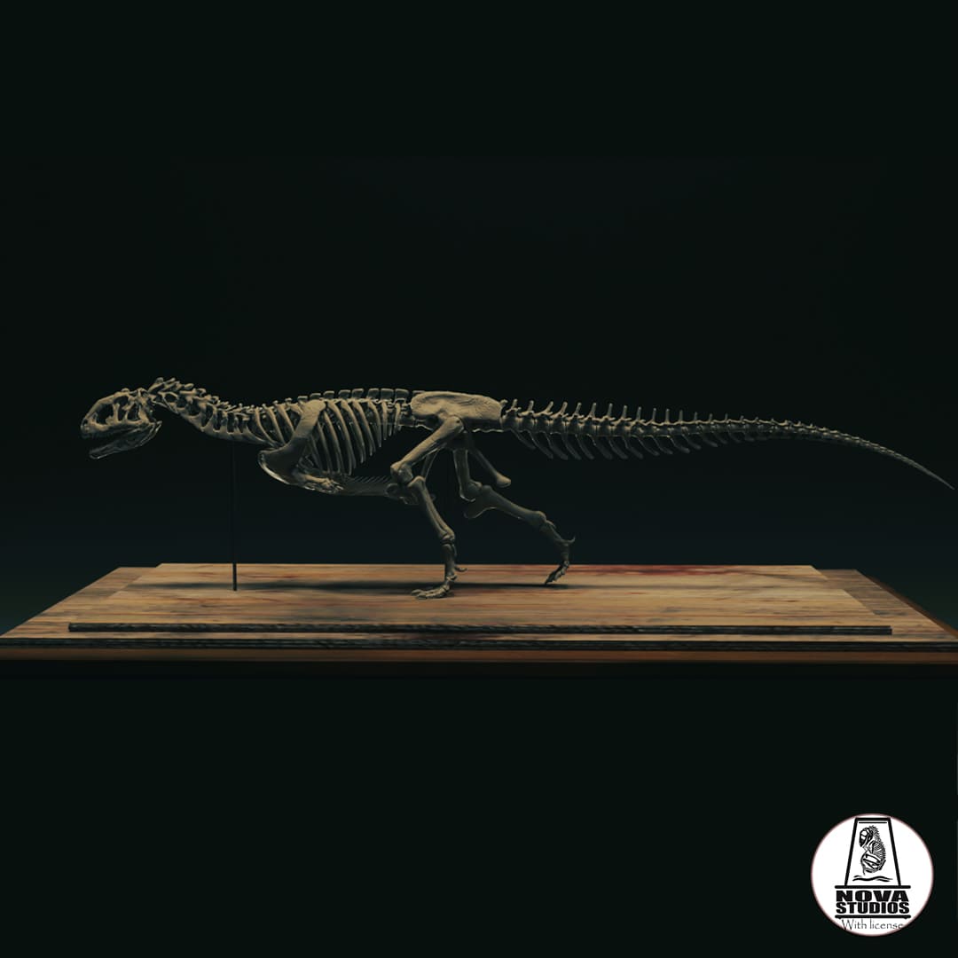 Majungasaurus crenatissimus Skeleton – Dinosauria Creatures
