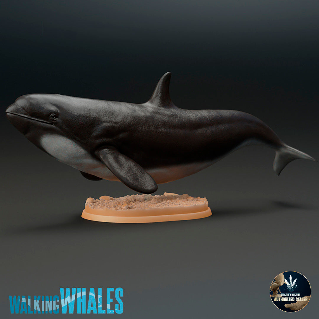 Orcinus citoniensis – Dinosauria Creatures