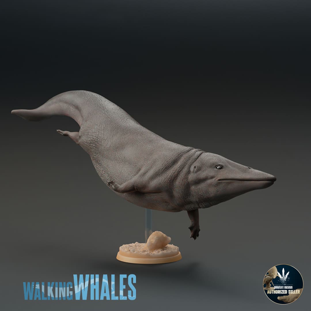 Protocetus atavus – Dinosauria Creatures