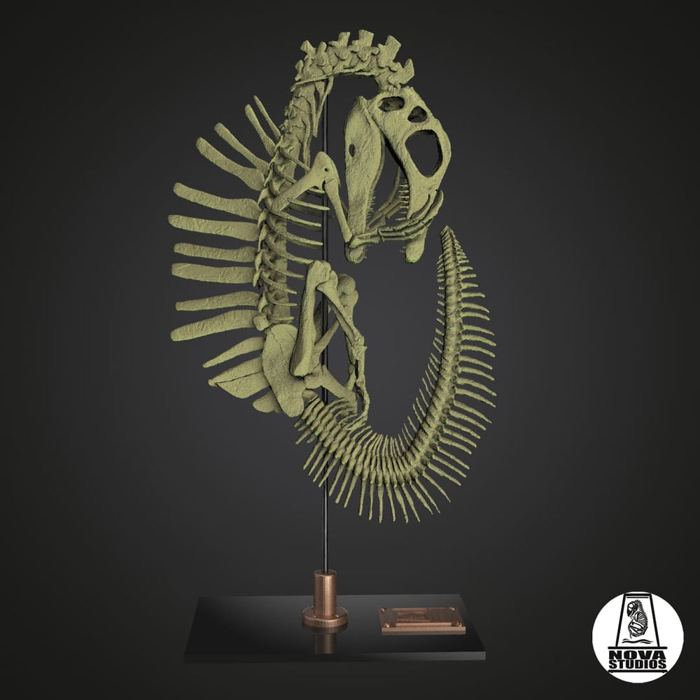 Spinosaurus aegyptiacus fetus – Dinosauria Creatures