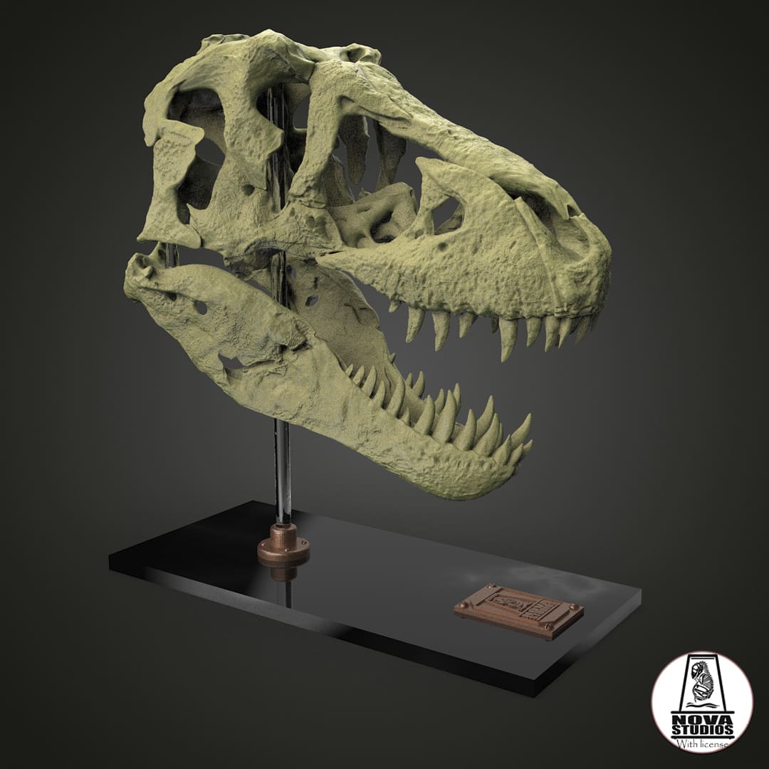 Tyrannosaurus rex skull `Maximus´ – Dinosauria Creatures