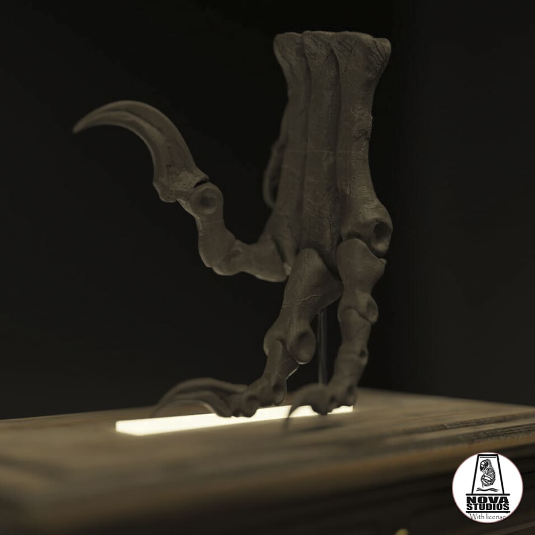 Utahraptor foot – Dinosauria Creatures