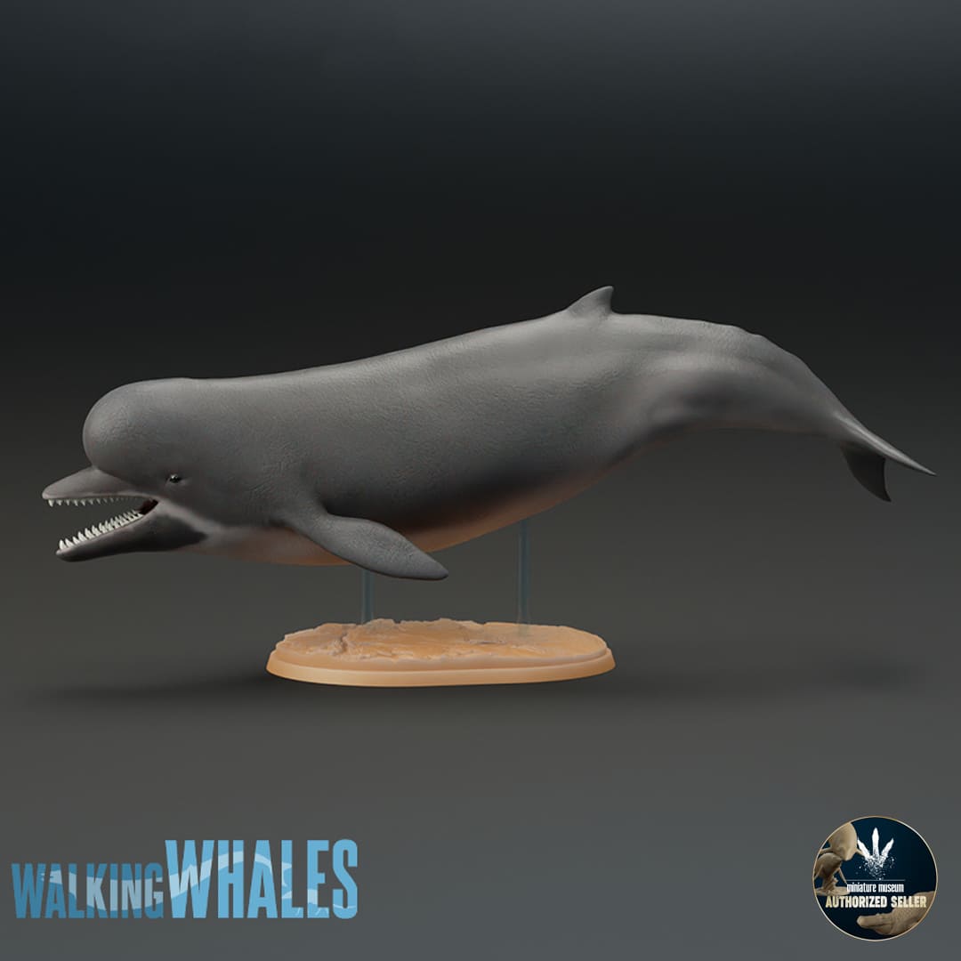 Zygophyseter varolai – Dinosauria Creatures