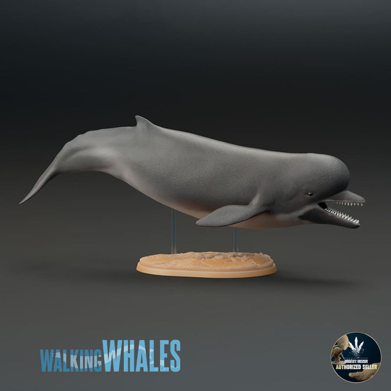 Zygophyseter varolai – Dinosauria Creatures