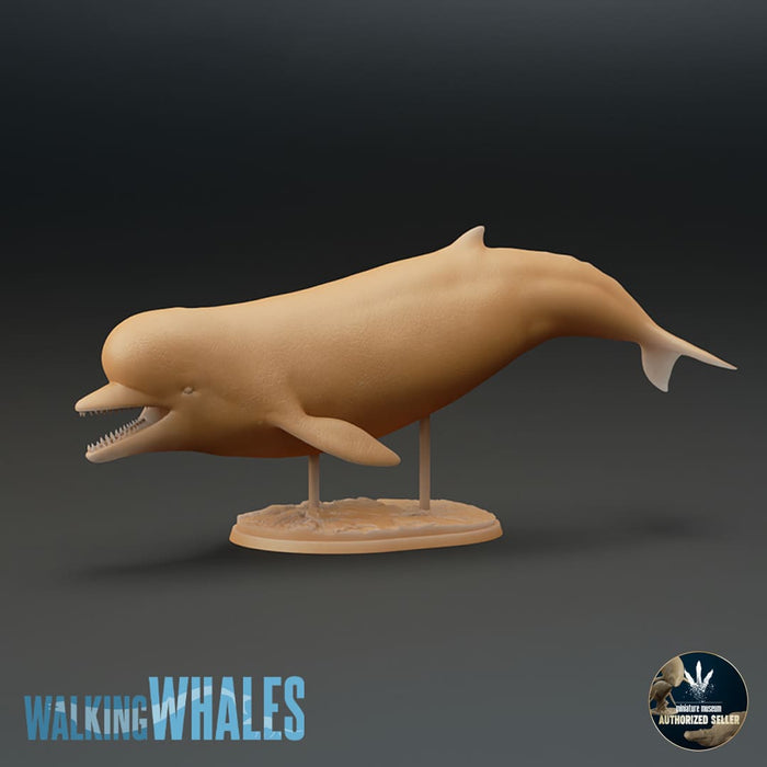 Zygophyseter varolai – Dinosauria Creatures