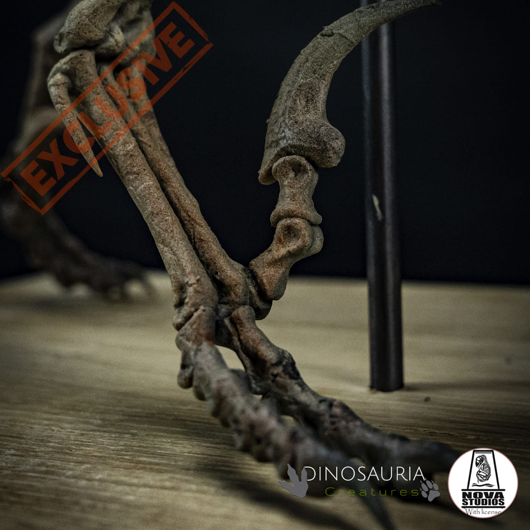 Deinonychus antirrhopus `Hector´ – Dinosauria Creatures